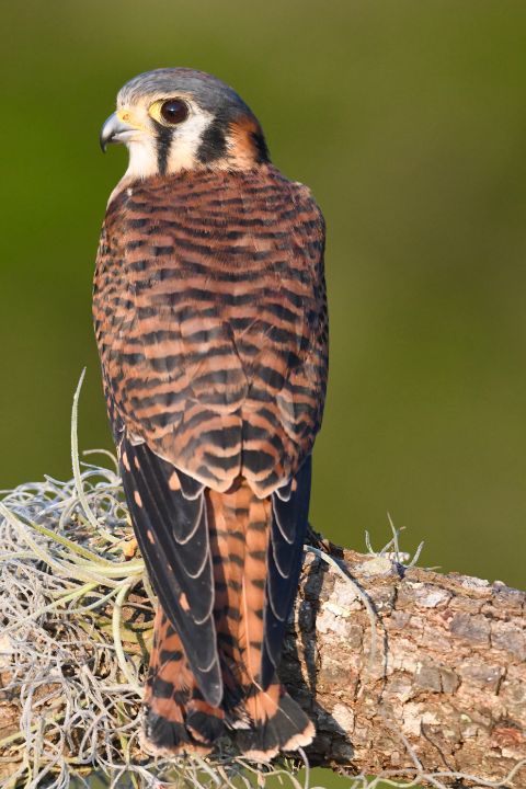 American Kestrel Perched on a Branch - RMB Photography - Photography ...
