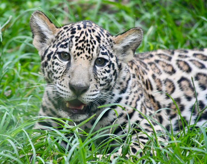 Jaguar Cub in the Grass - RMB Photography - Photography, Animals, Birds ...