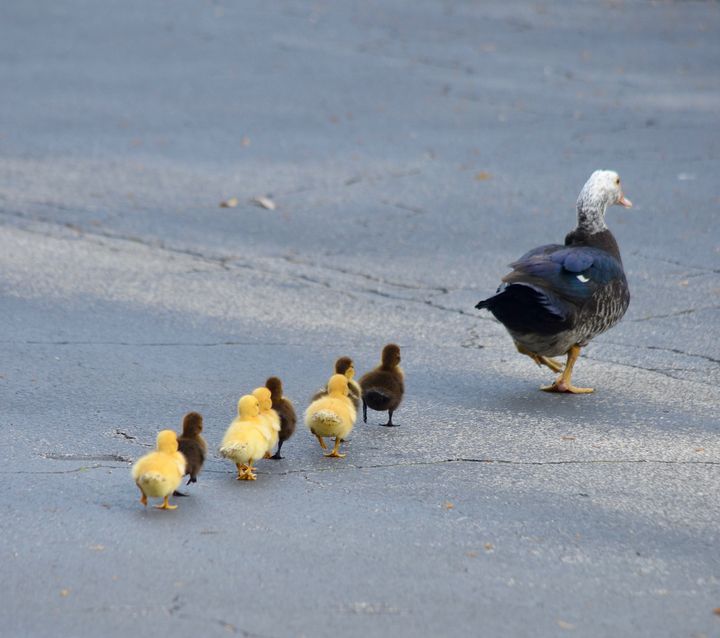 Following the Leader - RMB Photography - Photography, Animals, Birds ...