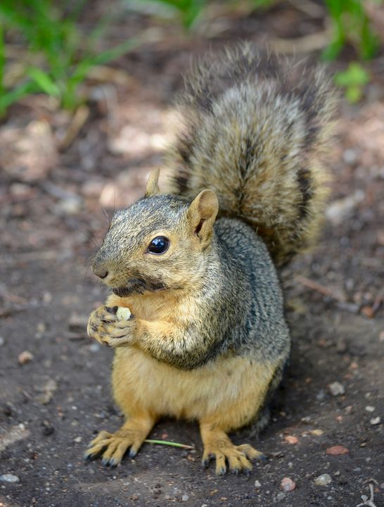 Messy Eater - RMB Photography - Photography, Animals, Birds, & Fish ...
