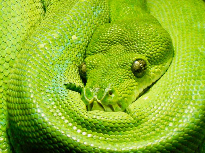 Green Tree Python - RMB Photography - Photography, Animals, Birds ...