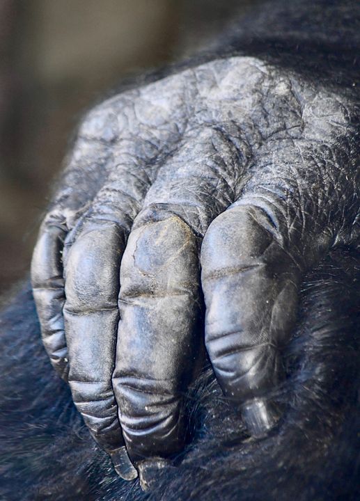The Hand of a Gentle Giant - RMB Photography - Photography, Animals ...