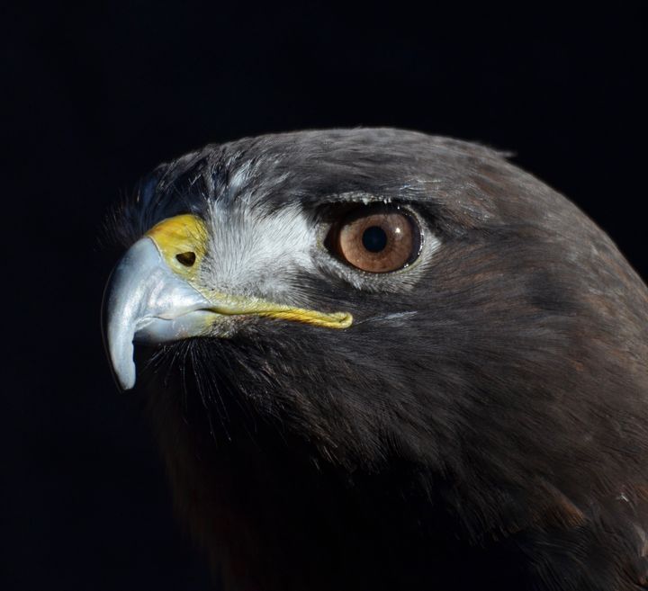 Hawk on Black - RMB Photography - Photography, Animals, Birds, & Fish ...