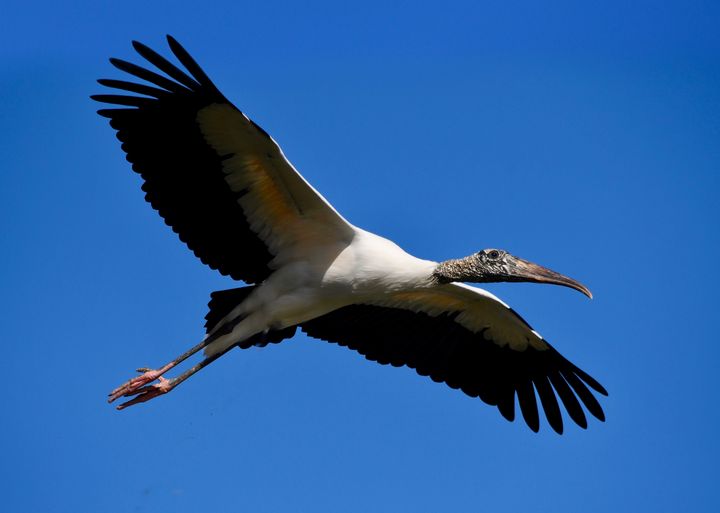 Wood Stork in Flight - RMB Photography - Photography, Animals, Birds ...