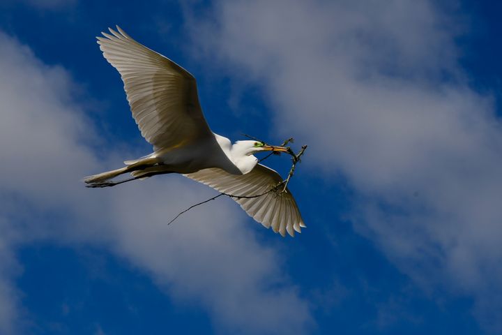 Egret in Flight with Nesting Materia - RMB Photography - Photography ...