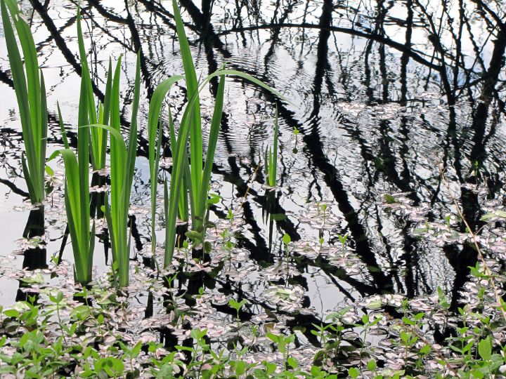 Pond Reflections with Petals - Sharmon Davidson Art - Photography ...