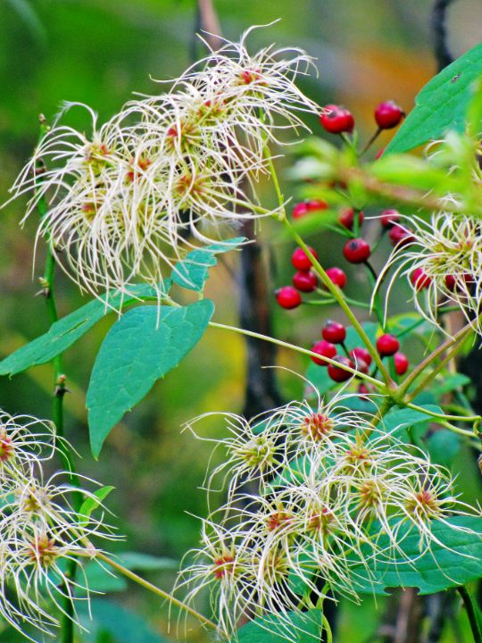 Unknown Plant - Sharmon Davidson Art - Photography, Flowers, Plants ...