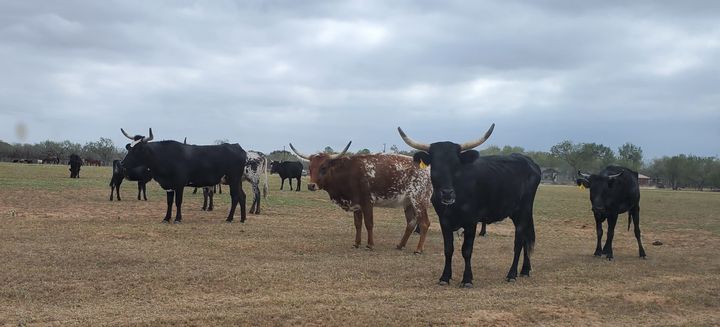 What the cow herd - Texas Pi - Photography, Animals, Birds, & Fish ...