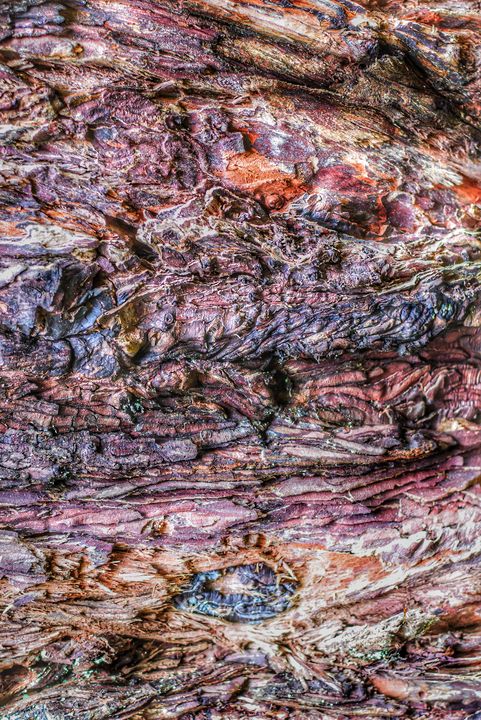 Bark - Sebastian Schuster Photography - Photography, Abstract, Organic ...