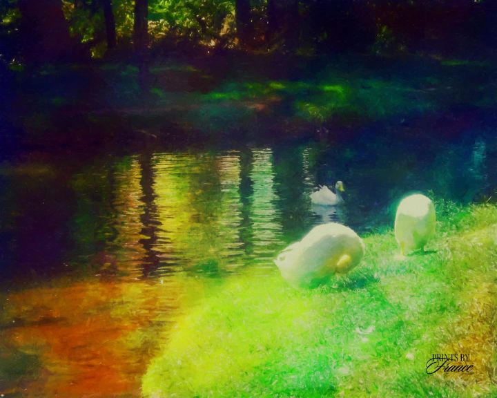 Serenity - Jason Ray France - Digital Art & AI, Animals, Birds, & Fish ...