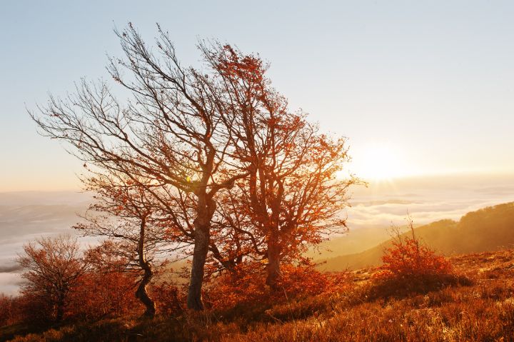 Autumn trees with sun shine - morning glory - Drawings & Illustration ...