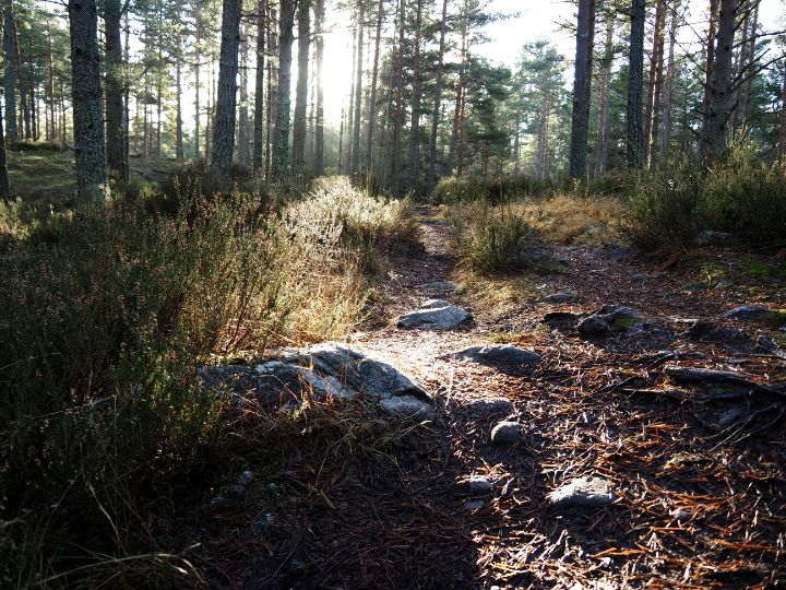 Sunlight on the Trail - Catriona Roberts Photography and Designs ...