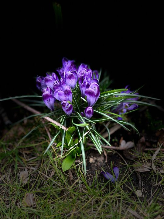 Portrait of Plants - Spring Crocuses - Catriona Roberts Photography and ...