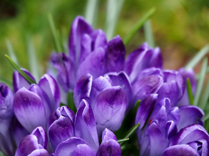 Portrait of Plants Crocuses Close Up - Catriona Roberts Photography and ...