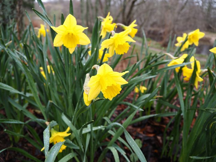 Scottish Yellow Daffodils - Catriona Roberts Photography and Designs ...