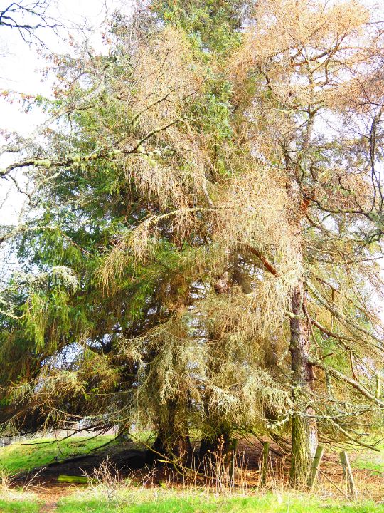 Scottish Highlands Spring Pines - Catriona Roberts Photography and ...