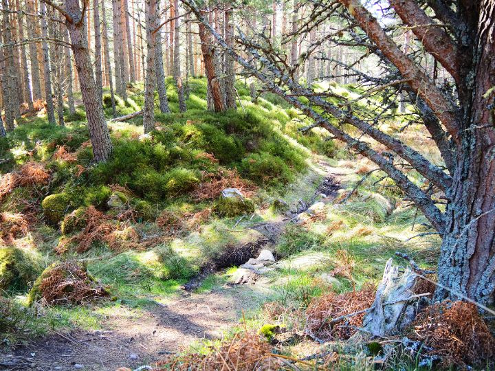 The Fairies Path - Catriona Roberts Photography and Designs ...