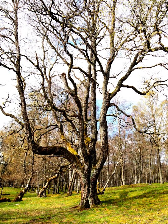 Scottish Highlands Fairies Labyrinth - Catriona Roberts Photography and ...