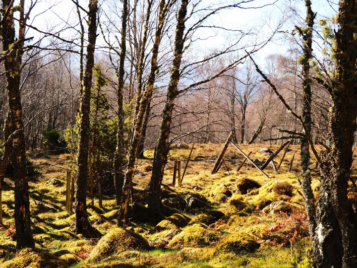 Spring Joy in the Forest - Catriona Roberts Photography and Designs ...