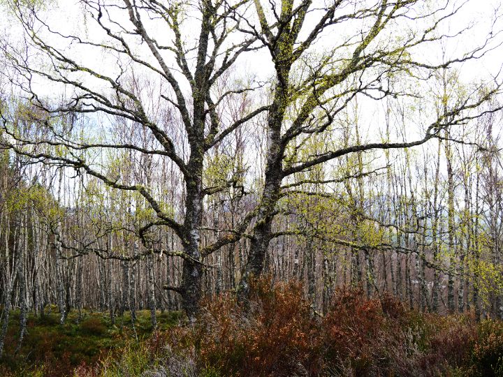 Scottish Highlands Fairy Trees - Catriona Roberts Photography and ...