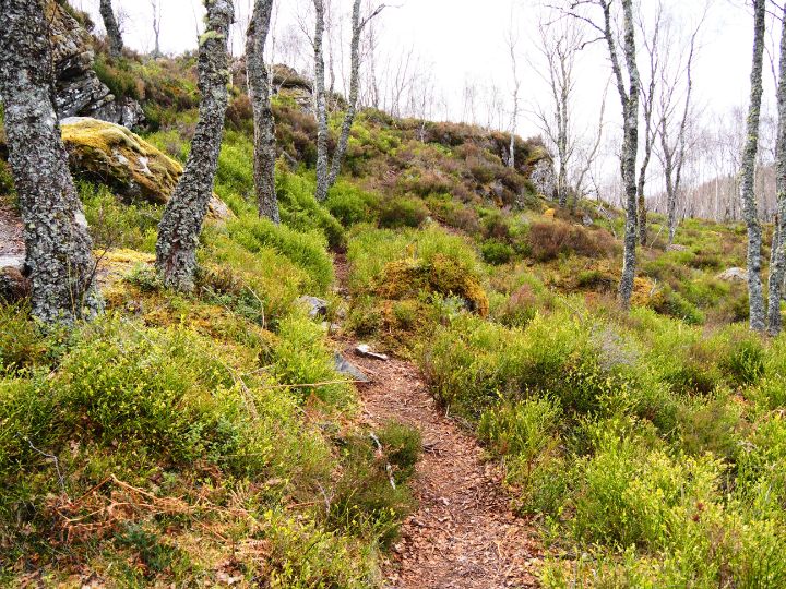 Scottish Highlands Forest Path - Catriona Roberts Photography and ...