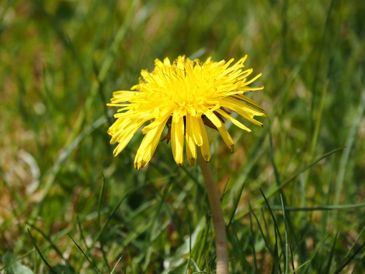 Scottish Highlands Spring Dandelion - Catriona Roberts Photography and ...