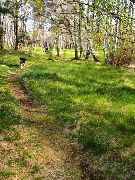 Scottish Highlands Spring Dog Walk - Catriona Roberts Photography and ...