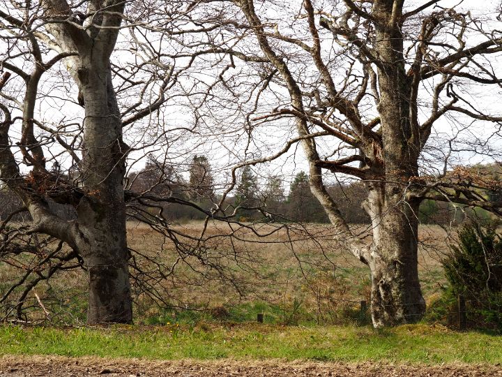 Scottish Highlands Spring Trees - Catriona Roberts Photography and ...