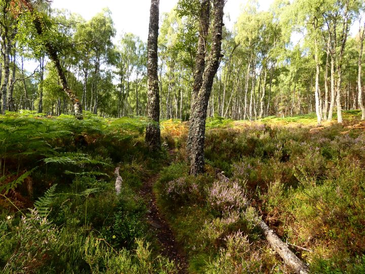 Scottish Highlands Forest View - Catriona Roberts Photography and ...