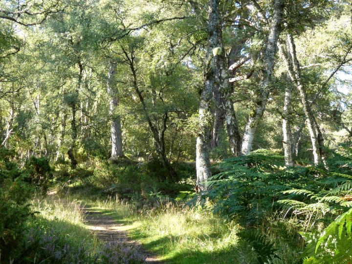 Natures Peaceful Walk - Catriona Roberts Photography and Designs ...