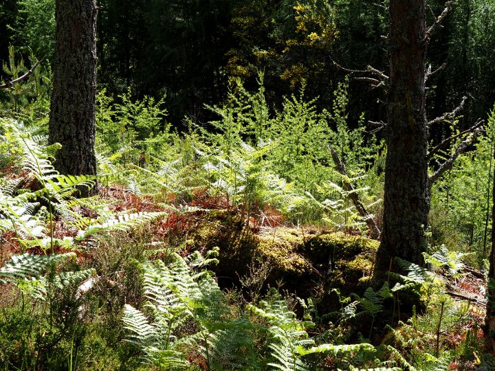 Scottish Highlands Pine and Ferns - Catriona Roberts Photography and ...