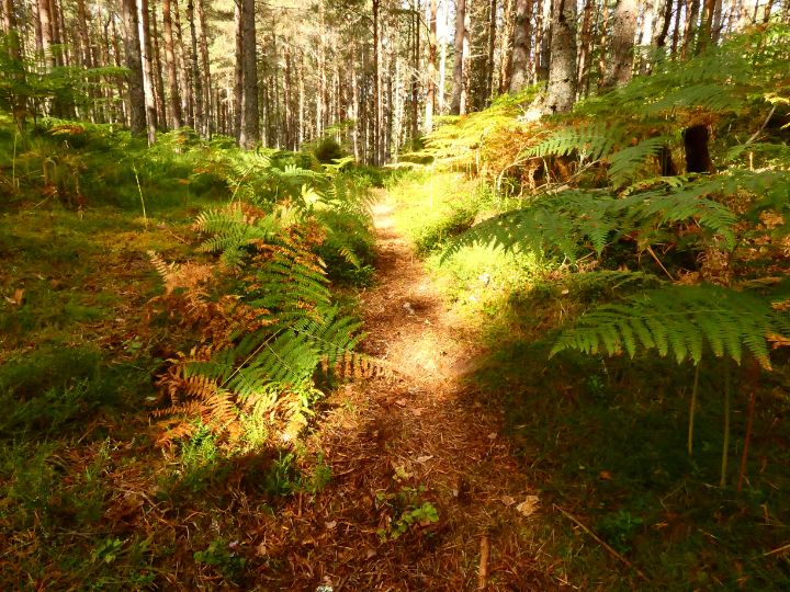 Scottish Highlands Summer's Forest - Catriona Roberts Photography and ...