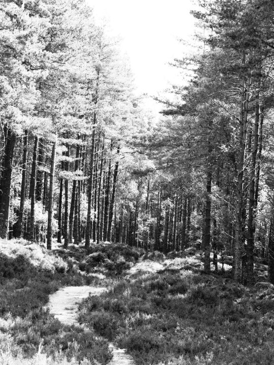 Scottish Highlands Spring's Path - Catriona Roberts Photography and ...