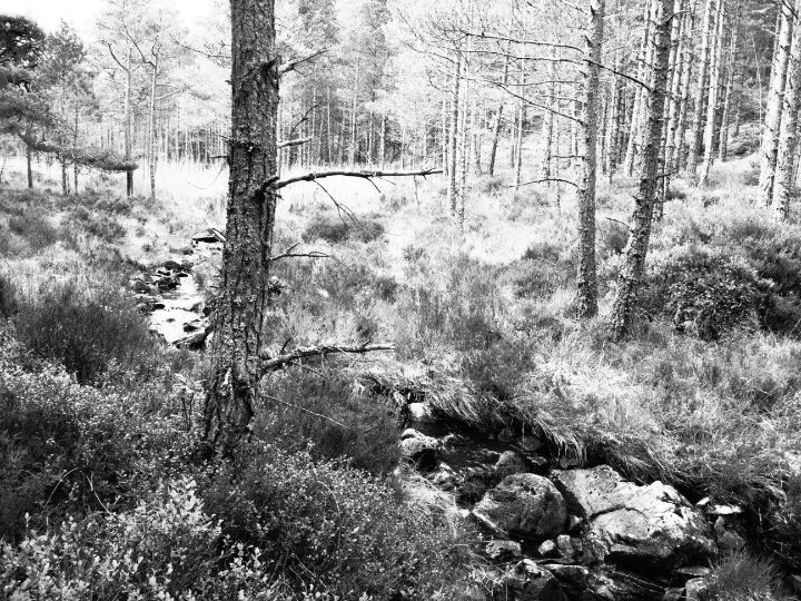 Spring's Monochrome Forest - Catriona Roberts Photography and Designs ...