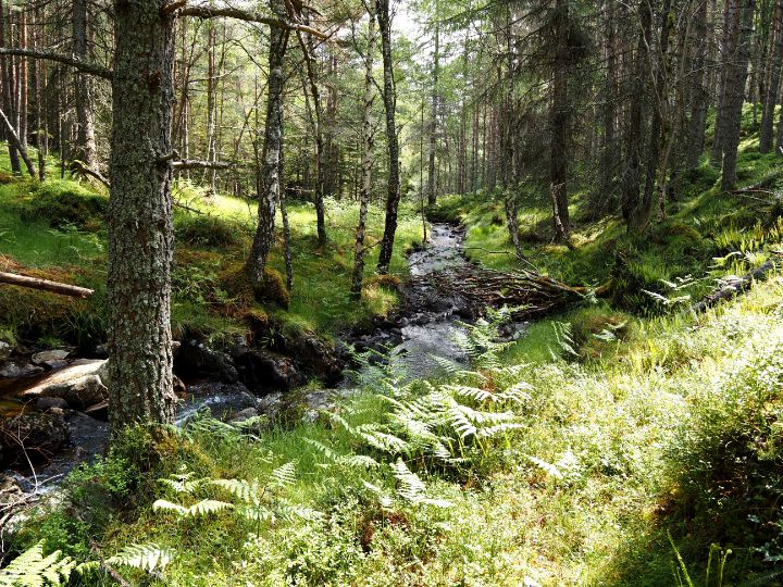 Scottish Highlands Forest Stream - Catriona Roberts Photography and ...