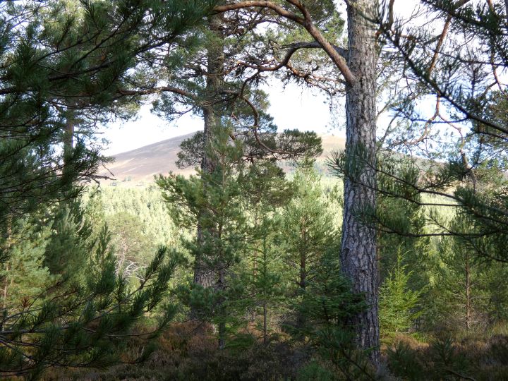Scottish Highlands Summer Woodland - Catriona Roberts Photography and ...