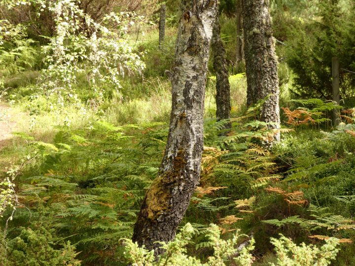 Scottish Highlands Birch Tree Summer - Catriona Roberts Photography and ...