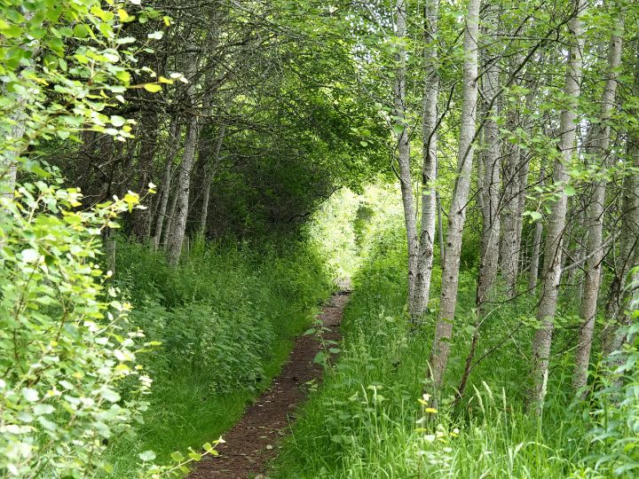 Scottish Highlands Sunlit Path - Catriona Roberts Photography and ...