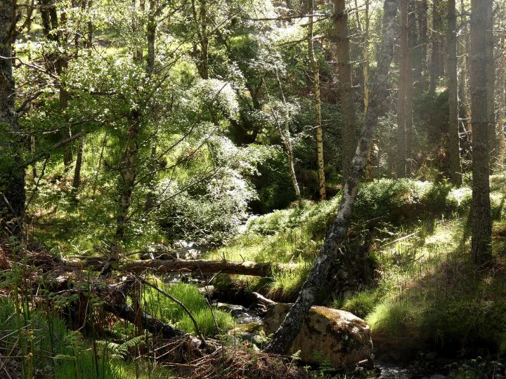 Scottish Highlands Sunlit Stream - Catriona Roberts Photography and ...
