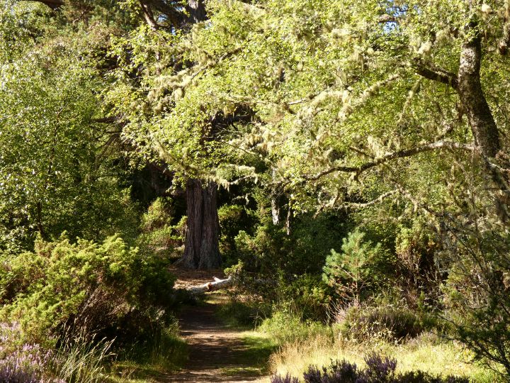 Ancestral Pine Forest Trail - Catriona Roberts Photography and Designs ...