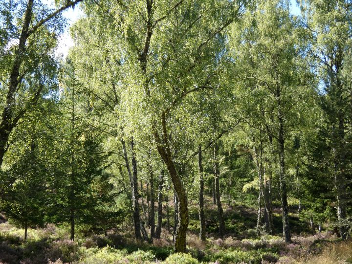 Scottish Summer Birch Forest - Catriona Roberts Photography and Designs ...