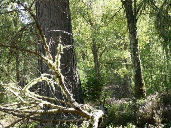 Mixed Forest with Lichen - Catriona Roberts Photography and Designs ...