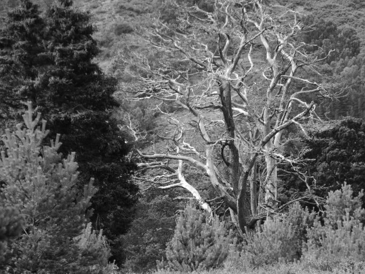 Scottish Monochrome Tree Frame - Catriona Roberts Photography and ...