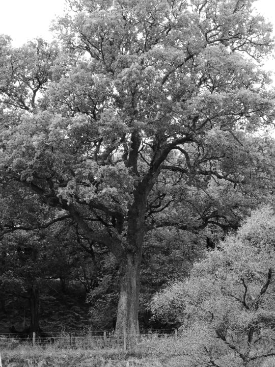 The Scottish Monochrome Oak Tree - Catriona Roberts Photography and ...