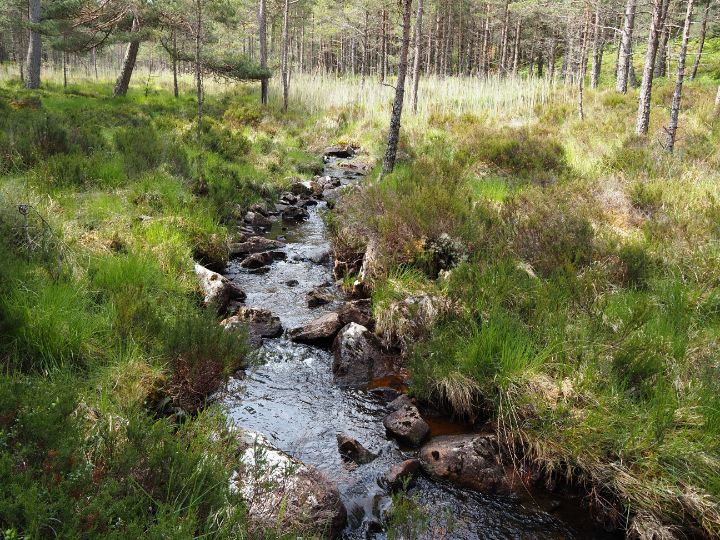 Scottish Highlands Spring's Stream - Catriona Roberts Photography and ...