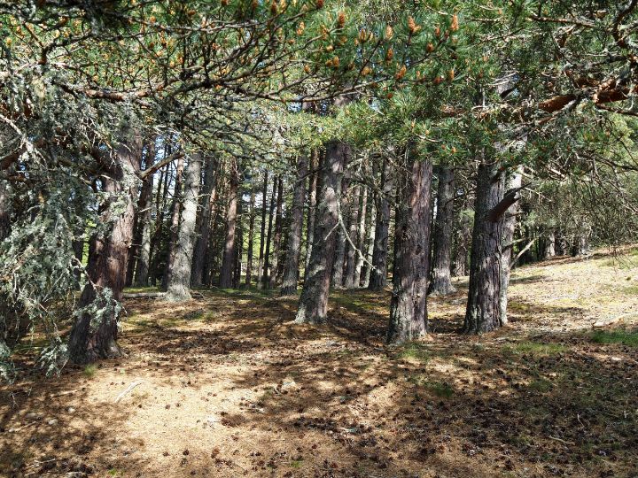 Scottish Highlands Pine Trees - Catriona Roberts Photography and ...