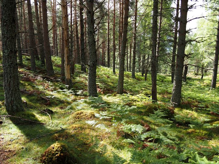 Scottish Highlands Pine Shadows - Catriona Roberts Photography and Designs - Photography ...