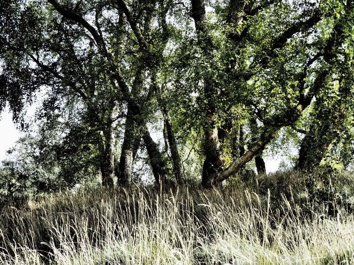 Scottish Birch Tree Gathering - Catriona Roberts Photography and ...