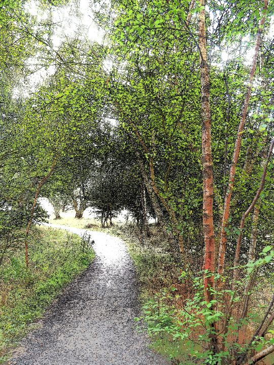 Scottish Enchanted Forest Path - Catriona Roberts Photography and ...