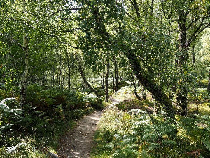 Scottish Birch Sunlit Landscape - Catriona Roberts Photography and ...